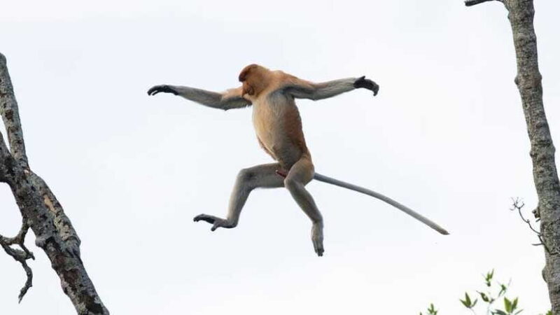 Half Day Labuk Bay Proboscis Monkey Sanctuary | Sandakan - What’s Included and Practical Tips