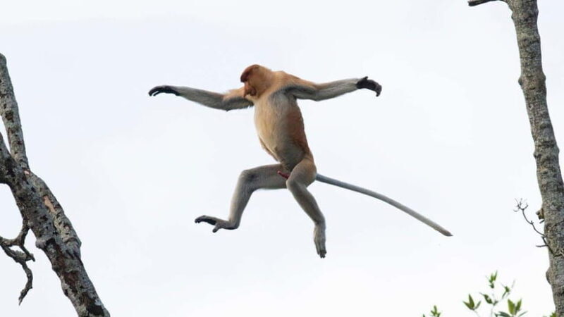 Half Day Labuk Bay Proboscis Monkey Sanctuary | Sandakan - FAQs