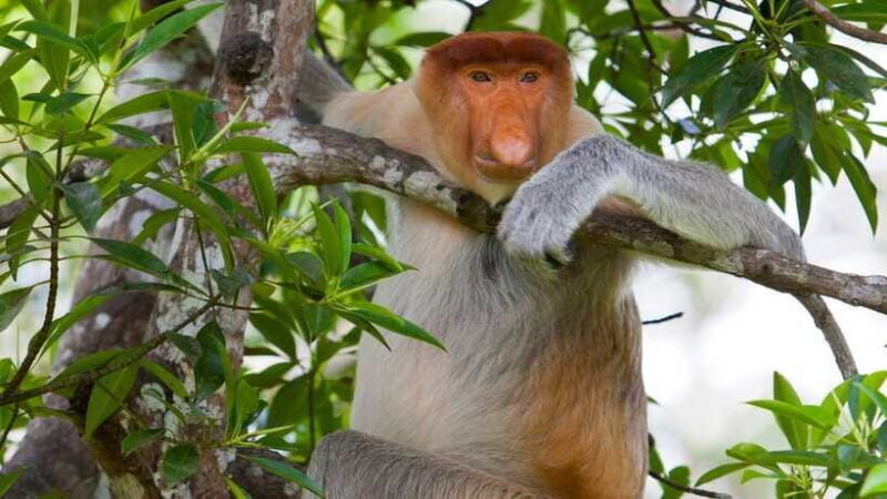 Half Day Labuk Bay Proboscis Monkey Sanctuary | Sandakan - Final Words
