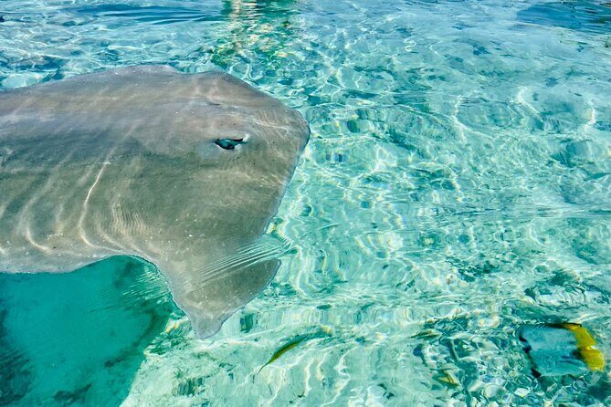Half day lagoon safari tour in Bora Bora- Shared tour - Introduction: Why This Tour is Worth Considering