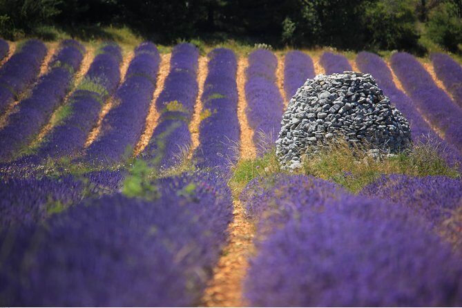 Half Day Lavender Road in Sault from Avignon - Introduction to the Lavender Tour Experience