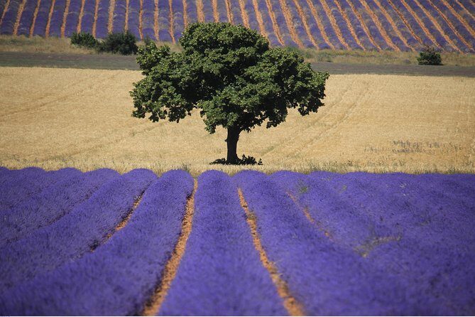Half Day Lavender Road in Sault from Avignon - Practical Tips for Travelers