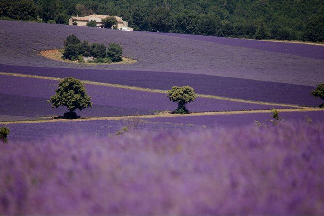 Half Day Lavender Road in Sault from Avignon - Who Is This Tour Best For?