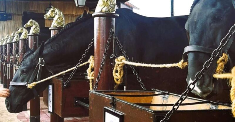 Half-day Lusitanian Horses & Photography Museum private tour - A Closer Look at the Tour Experience
