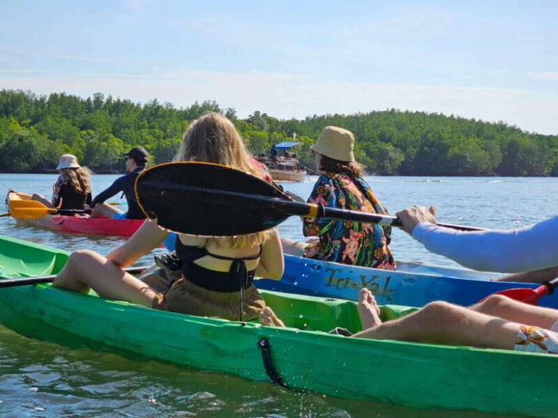Half Day Mangrove Forest (Morning or Afternoon) - A Detailed Look at the Tour Experience