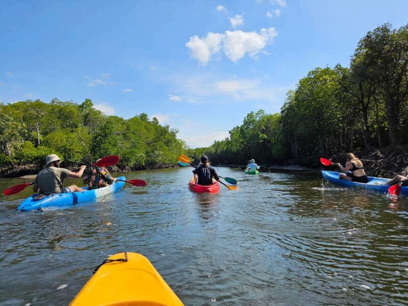 Half Day Mangrove Forest (Morning or Afternoon) - The Sum Up