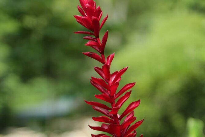 Half-Day Martha Brae Rafting Tour with Pickup Included - An In-Depth Look at the Martha Brae Rafting Tour