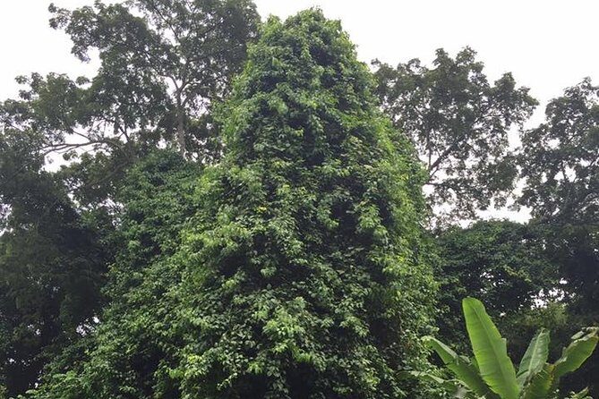 Half-Day Martha Brae River Rafting Tour from Ocho Rios - The Sum Up