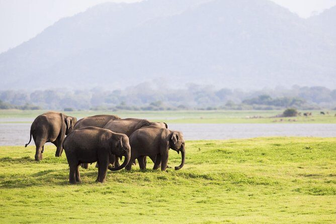 Half Day Minneriya National Park Safari from Sigiriya - An In-Depth Look at the Experience