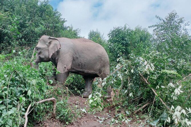 Half Day Morning Elephant Observation Tour in Chiang Mai - Introduction: Why This Elephant Observation Tour Stands Out