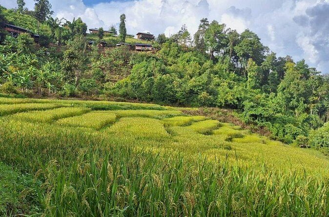Half Day Morning Elephant Observation Tour in Chiang Mai - FAQ