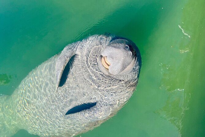 Half-Day Morning Trip from Key West with Kayaking and Snorkeling - FAQ
