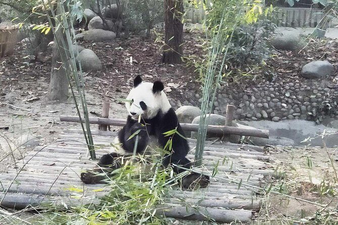 Half Day Morning Trip of Chengdu Giant Pandas - FAQ