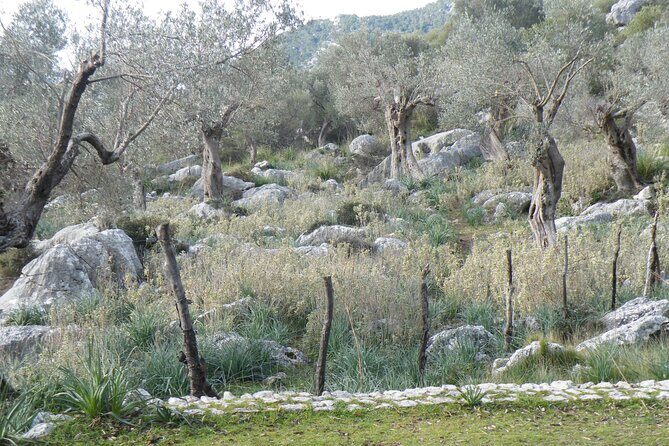 Half-Day Mountain Bike Experience to Serra de Tramuntana, - FAQ