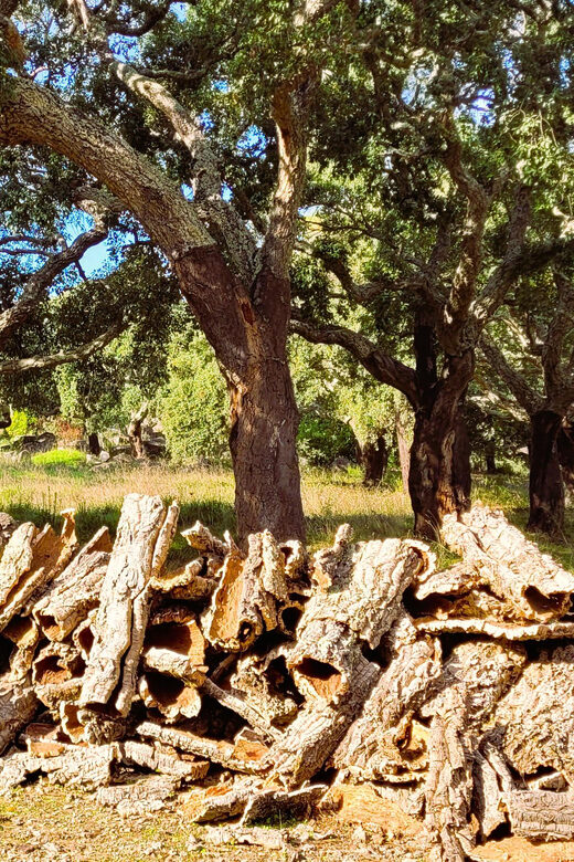 Half-Day Mountain Jeep Safari with firewater tasting - Exploring the Algarve with a Half-Day Mountain Jeep Safari