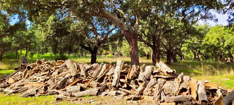 Half-Day Mountain Jeep Safari with firewater tasting - Who Would Enjoy This Experience Most?