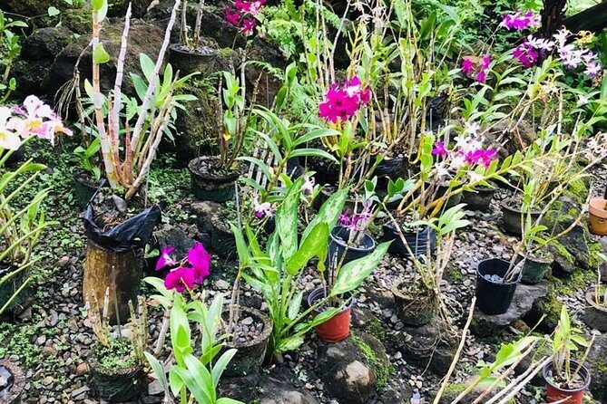 Half Day Nadi Sightseeing & Mud Pool Tour - In The Sum Up