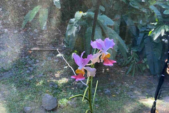 Half Day Nadi Tour Temple, Market, Gardens and Mud Pools - Practical Details and What Travelers Should Expect