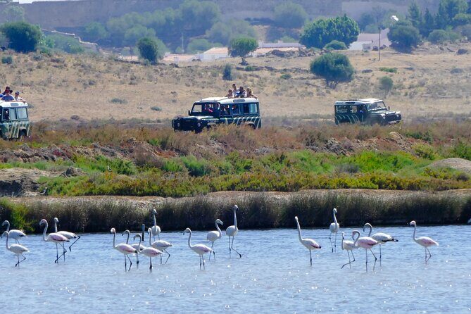 Half-Day Nature Safari in the Algarve - Exploring the Algarve Interior: A Balanced Look at the Half-Day Nature Safari