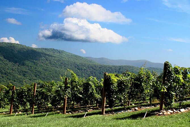Half-Day North Georgia Wine Country Tour From Atlanta - What Makes This Tour Worth Considering?