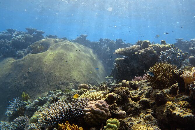 Half Day Outer Reef Snorkelling Tour from Port Douglas - An Overview of the Tour Experience