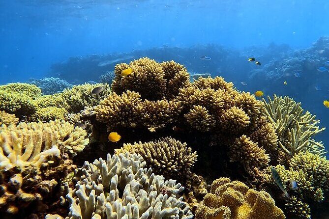 Half Day Outer Reef Snorkelling Tour from Port Douglas - Analyzing the Value