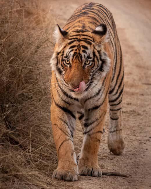 Half-Day Panna Safari: Guaranteed Tiger Sightings - Key Points