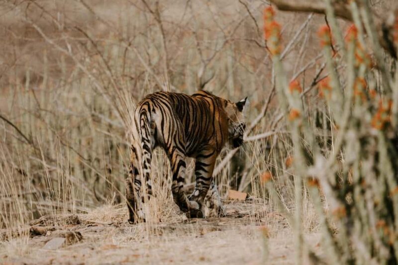Half-Day Panna Safari: Guaranteed Tiger Sightings - The Value of the Price