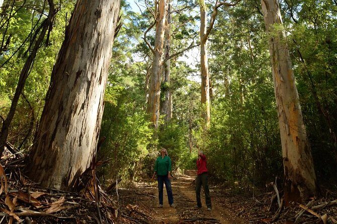 Half-Day Pemberton National Parks Beach and Forest Eco Adventure - A Practical Guide to the Pemberton Eco Adventure