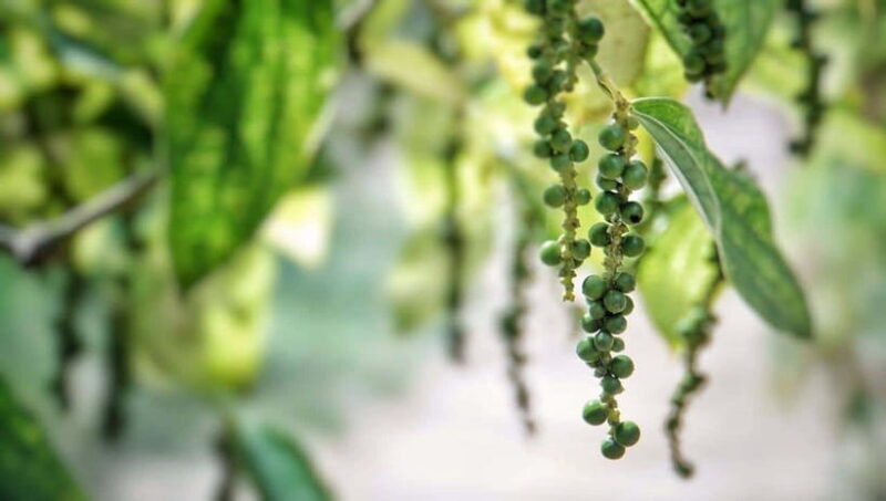 Half-day Phu Quoc Island Experience - Discover Phu Quoc with a Half-Day Tour That Shows Its Heart and Soul