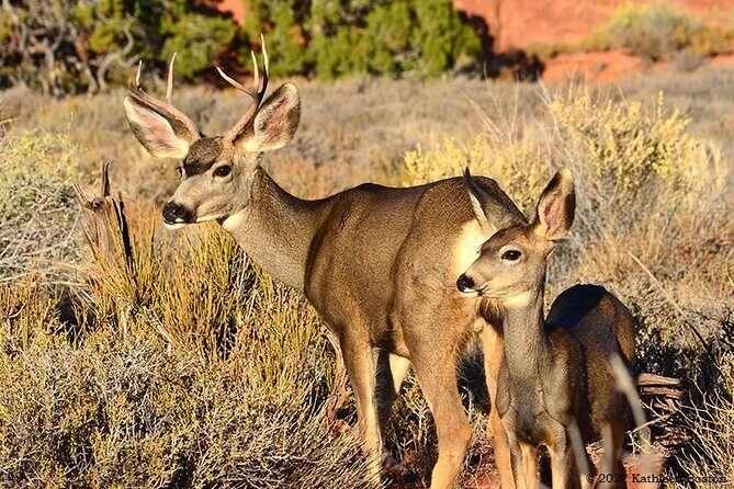 Half Day Private Arches National Park Guided Tour - FAQs About the Tour