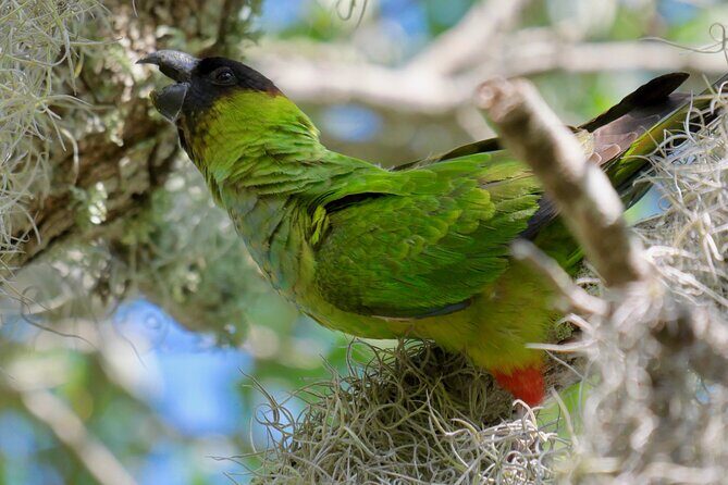 Half-Day Private Bird Tour of Fort De Soto Park in St. Petersburg - 2 person max - An In-Depth Look at the Fort De Soto Birding Experience