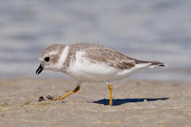 Half-Day Private Bird Tour of Fort De Soto Park in St. Petersburg - 2 person max - Who Should Consider This Tour?