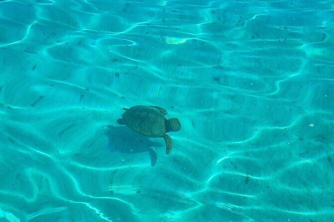 Half Day Private Boat Snorkeling Excursion Moorea - Price Analysis and Value