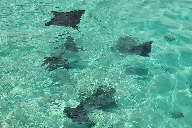 Half Day Private Boat Snorkeling Excursion Moorea - Practical Tips