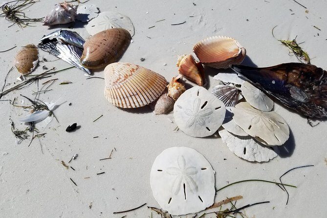 Half-Day Private Boating On Black Hurricane - Indian Rocks Beach - Final Thoughts