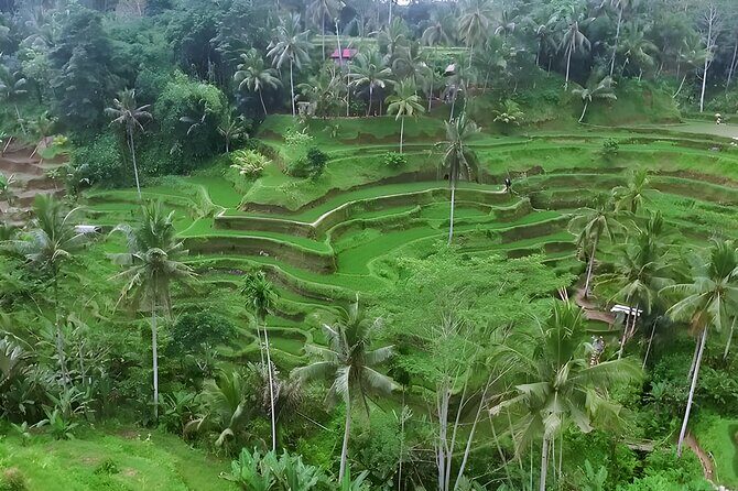 Half-Day Private Car Charter Tour to Ubud with Driver - Who Should Consider This Tour?