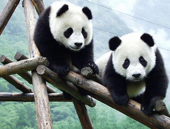 Half Day Private Chengdu Panda Center Layover Tour - Key Points