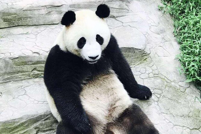 Half Day Private Chengdu Panda Center Layover Tour - An In-Depth Look at the Itinerary