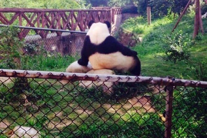 Half Day Private Chengdu Panda Center Layover Tour - Who Will Love This Tour?