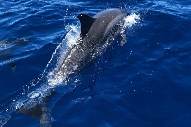 Half Day Private Cruise Tour with Snorkeling and Fishing in Kona - A Deep Dive into the Experience