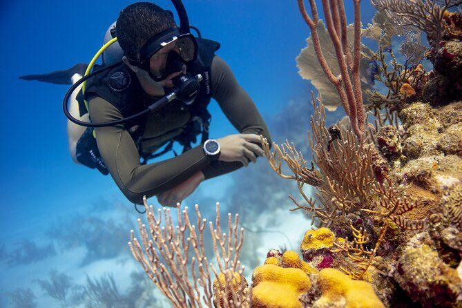 Half-Day Private Discover Dive at Australia's Iconic Beach - An Authentic Introduction to Scuba Diving at Bondi Beach