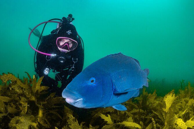 Half-Day Private Discover Dive at Australia's Iconic Beach - Practical Details and Logistics