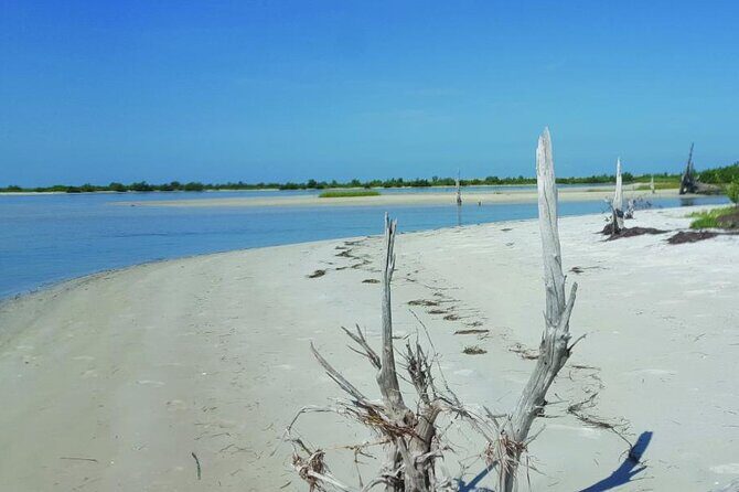 Half-Day Private Guided Nature of Floridas Gulf Coast Eco Tour - Key Points