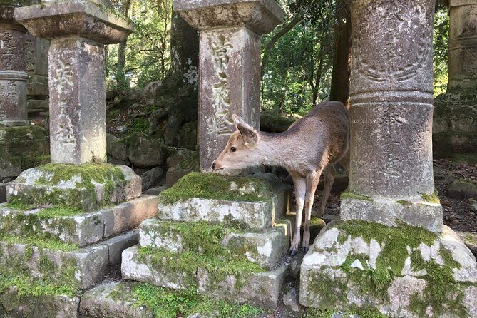 Half-Day Private Guided Tour to Nara City - Authenticity and Experience Highlights
