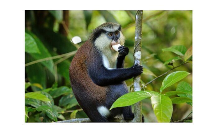 Half Day Private Island Adventure in Grenada - The Sum Up