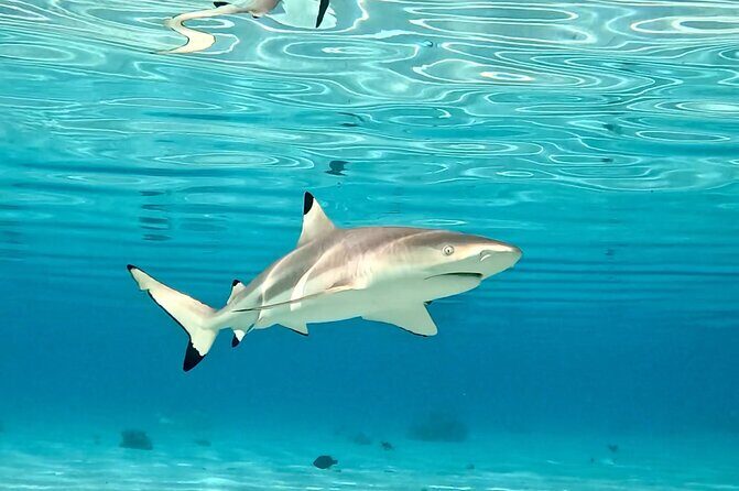 Half Day / Private Lagoon Adventure in Mo'orea - Frequently Asked Questions