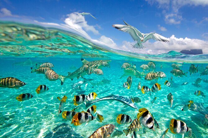 Half Day Private Lagoon Snorkeling Experience - Who Is This Tour Best For?