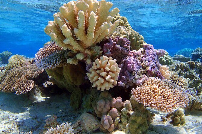 Half Day Private Lagoon Snorkeling Experience - FAQs
