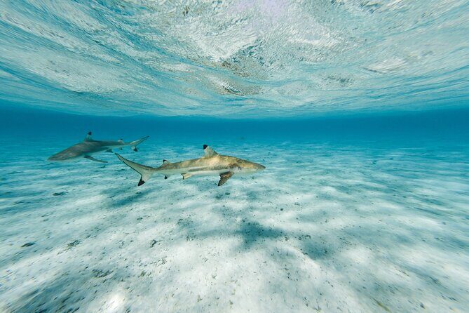 Half-Day Private Luxury Tour from Bora Bora - The Sum Up